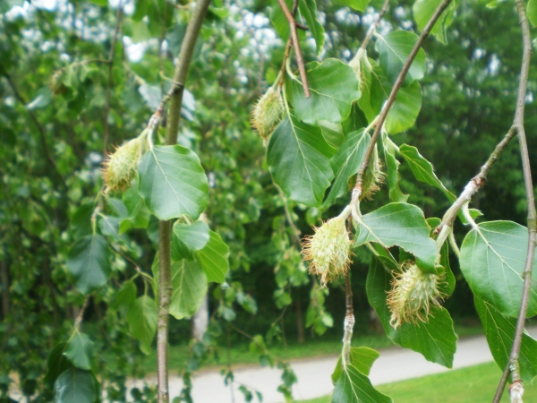 Bukas (Fagus) - VU Botanikos sodas