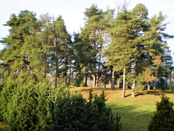 Sauso šlaito (pilkapio) flora - VU Botanikos sodas